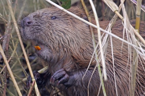 Bever-camera’s zijn terug bij burcht in Hunzedal - Oozo.nl