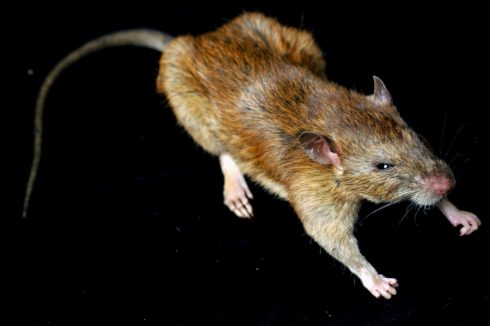 Veel minder dierproeven bij de RUG | OOG Groningen