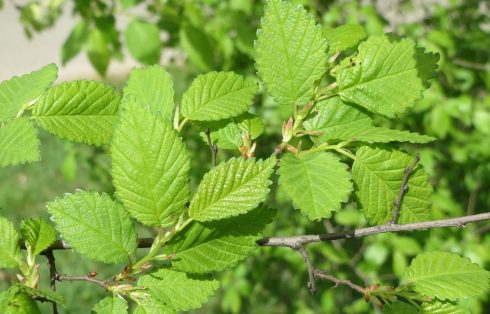 Gemeentebestuur wil meer bladeren terug voor gekapte bomen | OOG Groningen