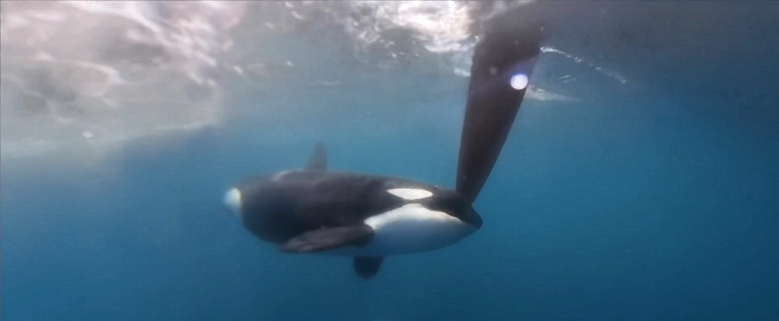 ‘Eng moment’: boot van schipper Jelmer van Beek uit Haren aangevallen door orka’s bij Gibraltar ...