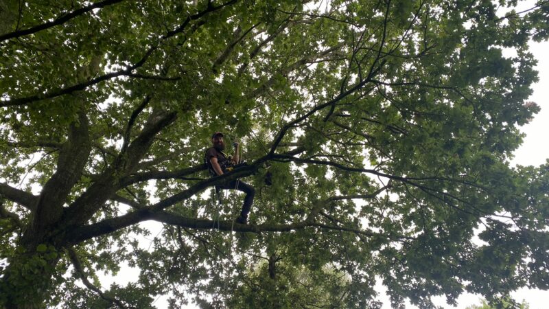 Ramon slaapt vanavond op twintig meter hoogte: “In bomen klimmen is ...