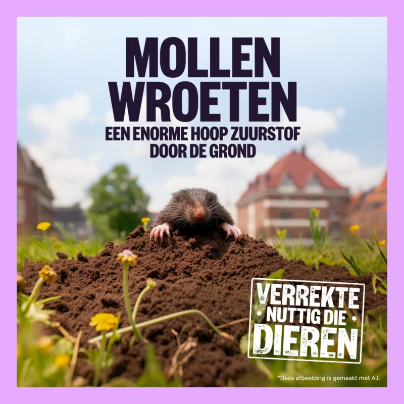 Zijn roek, wesp en mol plaagdieren? “Nee, het zijn verrekte nuttige ...